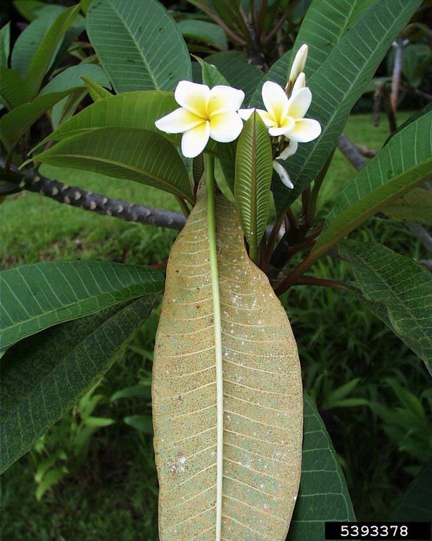 rust (Coleosporium plumeriae Pat.)