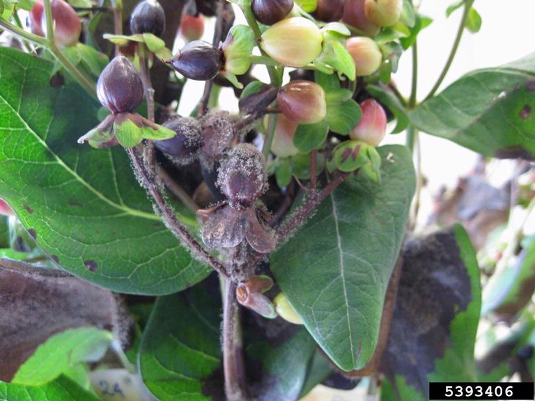 gray mold (Botrytis cinerea)