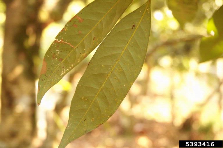 rust (Skierka nephelii ) on lychee (Litchi chinensis ) - 5393416