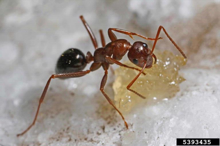 ants, Formica spp. (Hymenoptera: Formicidae) - 5393435