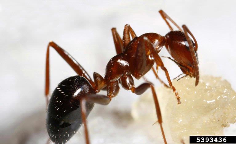 ants (Genus Formica Linnaeus, 1758)