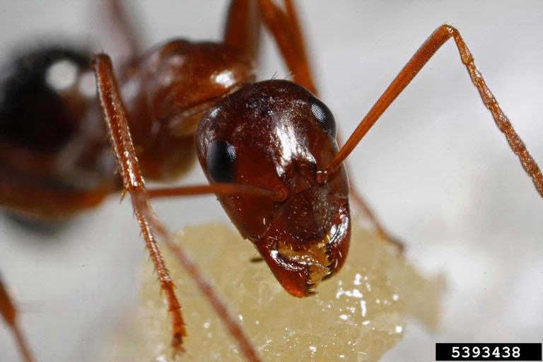 ants (Genus Formica Linnaeus, 1758)
