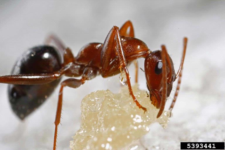 ants (Genus Formica Linnaeus, 1758)
