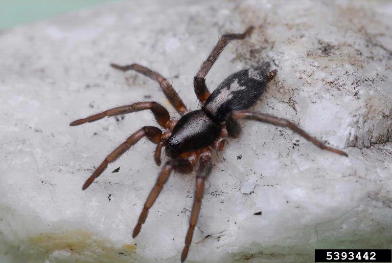 parson spider (Herpyllus ecclesiasticus Hentz)