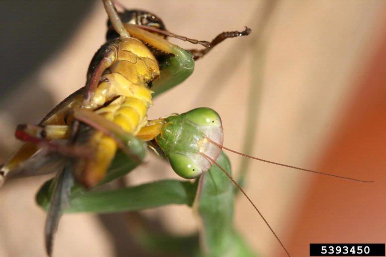 European mantid (Mantis religiosa (Linnaeus 1758))