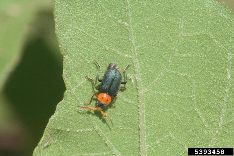 two-spotted collops beetle (Collops bipunctatus (Say, 1823))