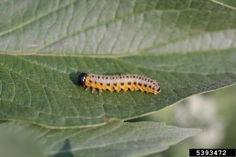 Mexican bean beetle (Epilachna varivestis Mulsant, 1850)