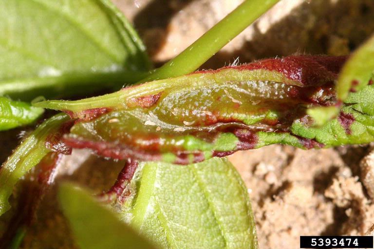 boxelder gall midge (Contarinia negundinis)
