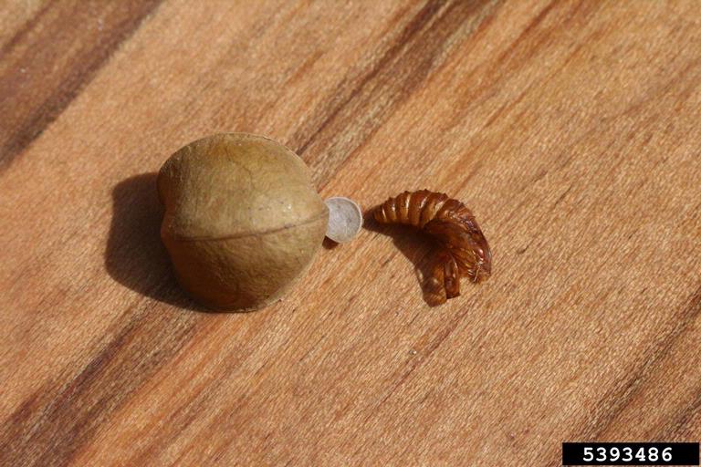 jumping bean moth (Cydia deshaisiana)