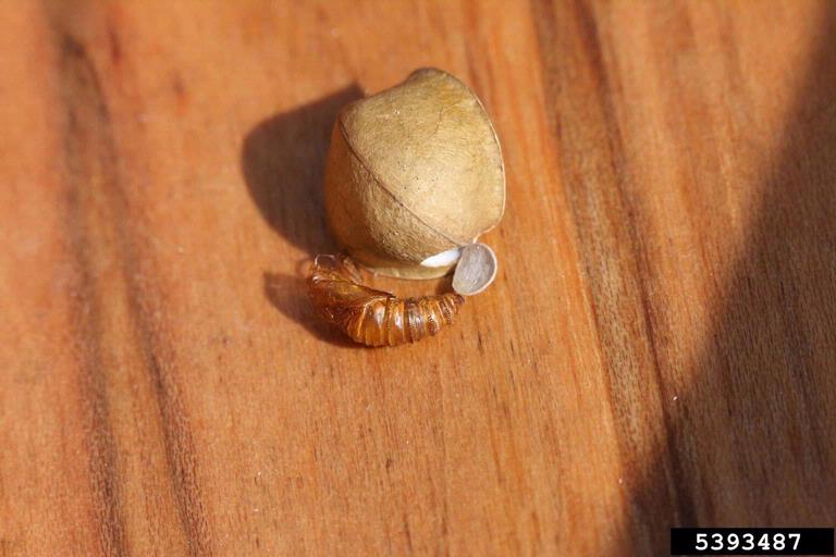jumping bean moth (Cydia deshaisiana)