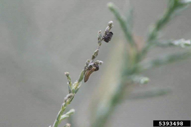 northern tamarisk beetle (Diorhabda carinulata (Desbrochers, 1869))