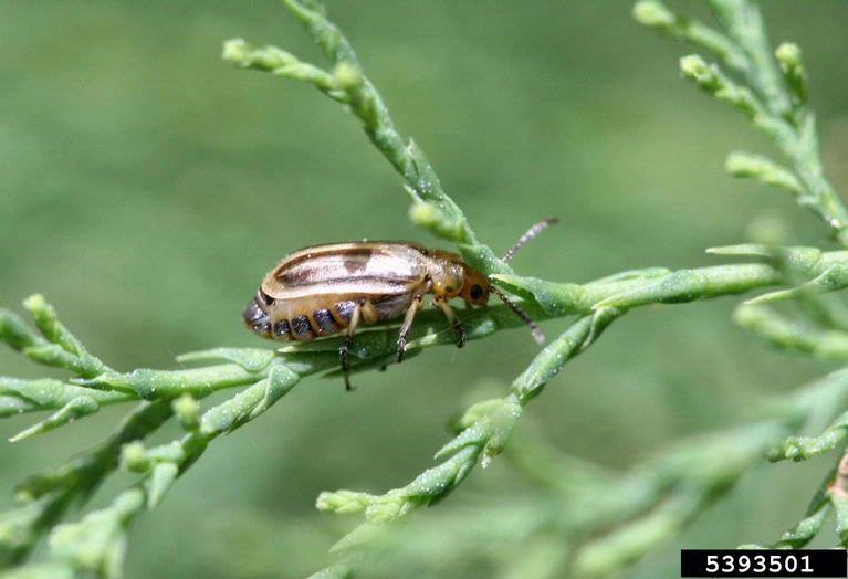 northern tamarisk beetle (Diorhabda carinulata)