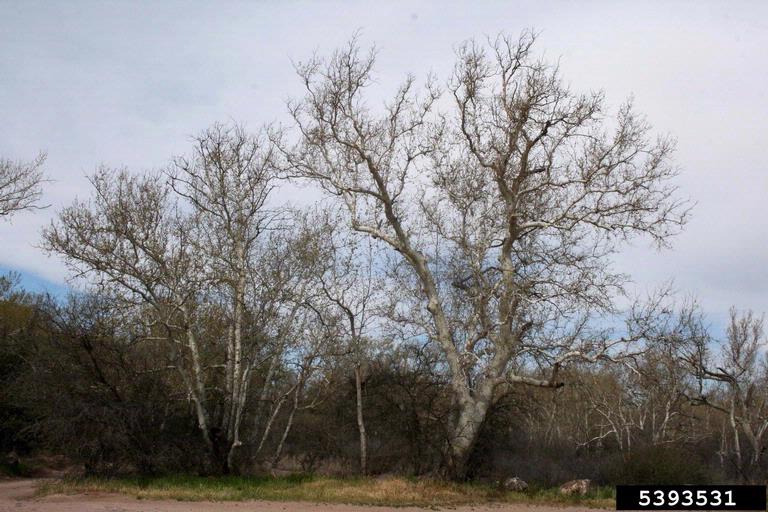 Arizona sycamore (Platanus wrightii S. Watson)