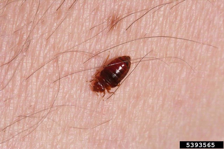 bed bug (Cimex lectularius Linnaeus)