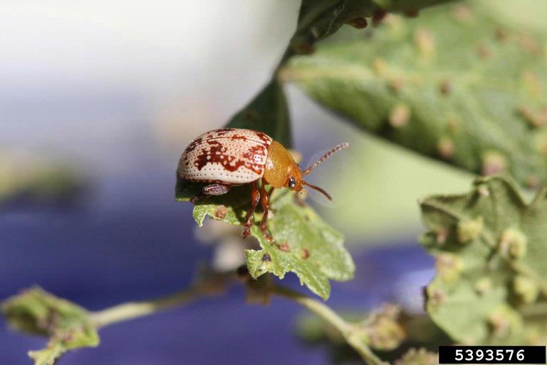 sumac flea beetle (Blepharida rhois)