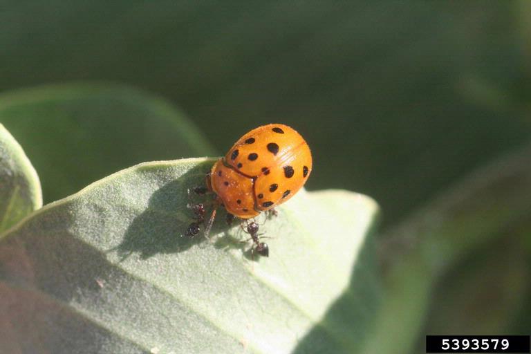 argus tortoise beetle (Chelymorpha cassidea (Fabricius, 1775))