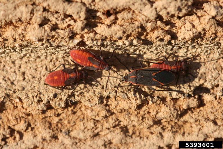 boxelder bug (Boisea trivittata)