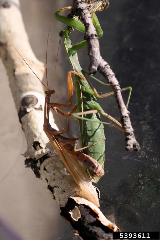 European mantid (Mantis religiosa)
