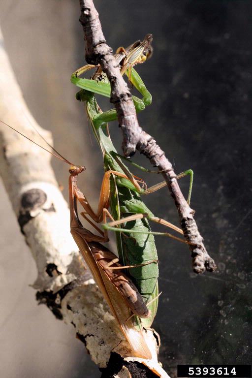European mantid (Mantis religiosa (Linnaeus 1758))