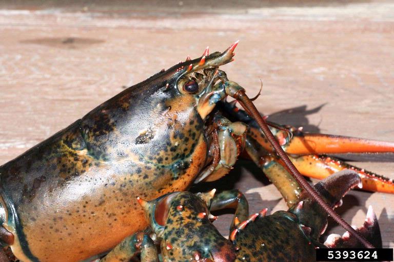 lobster (Homarus americanus H. Milne-Edwards)