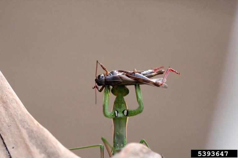 European mantid (Mantis religiosa (Linnaeus 1758))