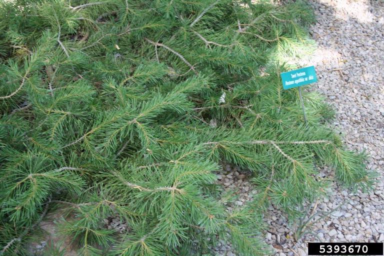 Scots pine (Pinus sylvestris L.)