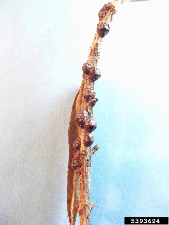 black scale (Saissetia oleae)