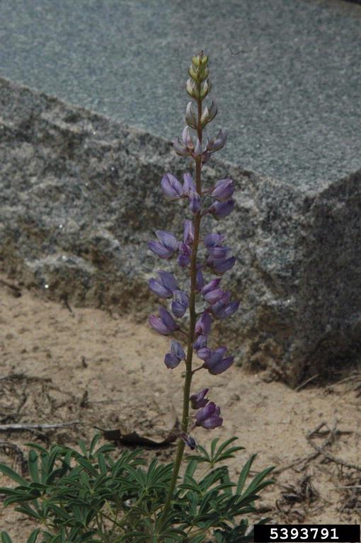 perennial lupine (Lupinus perennis L.)