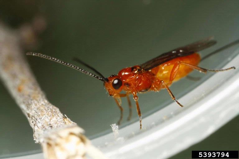 Braconid wasps (Family Braconidae)