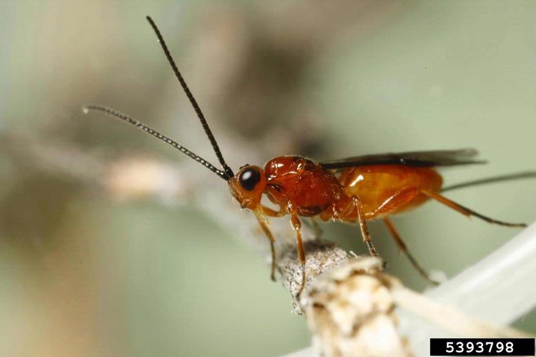 Braconid wasps (Family Braconidae)