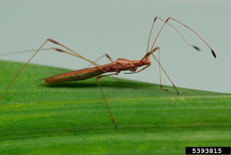 spined stilt bug (Jalysus wickhami Van Duzee, 1906)