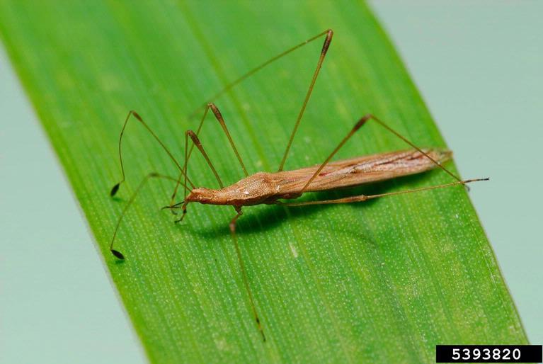 spined stilt bug (Jalysus wickhami)