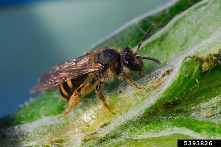 sweat bee (Halictus tripartitus)