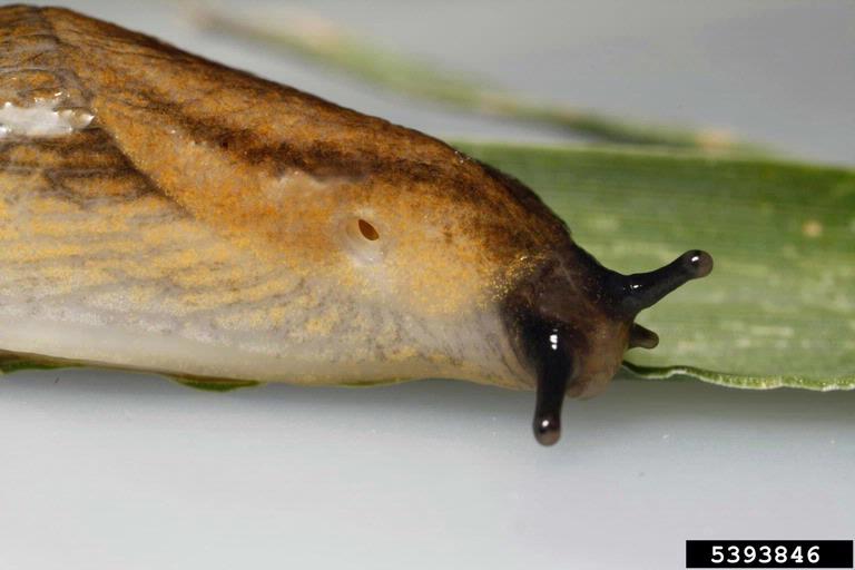 Orange-banded slug (Arion fasciatus (Nilsson 1823))