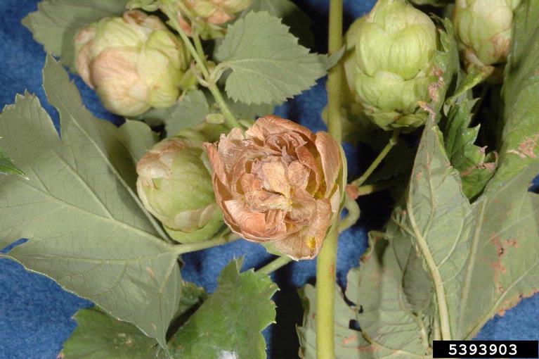 powdery mildew (Podosphaera macularis (Wallr.) U. Braun & S. Takam.)