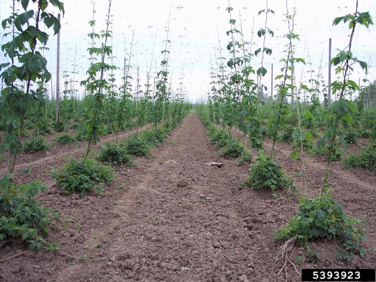 common hop (Humulus lupulus L.)