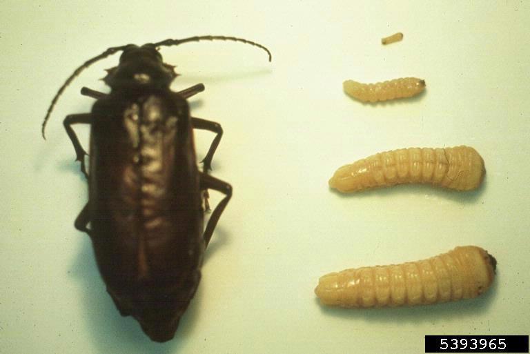 California prionus (Prionus californicus Motschulsky, 1845)