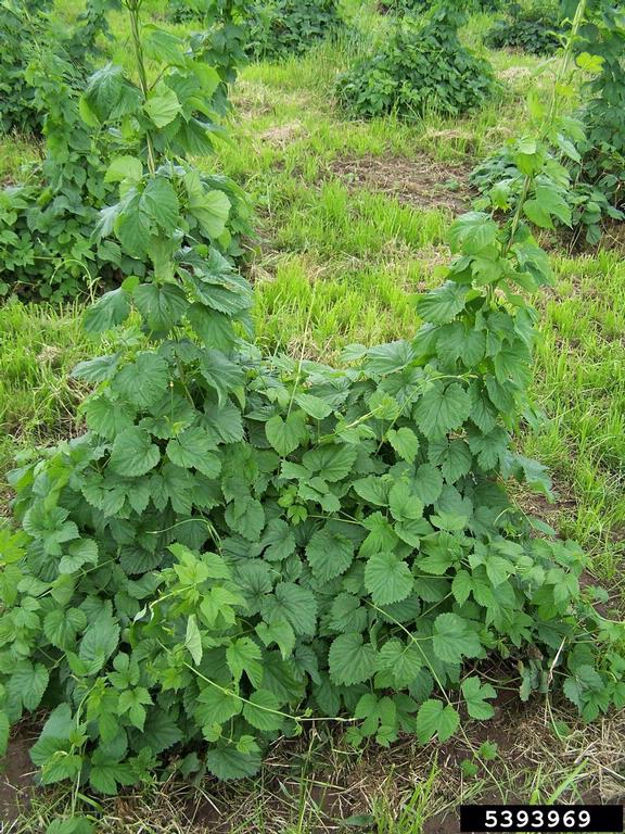 common hop (Humulus lupulus)