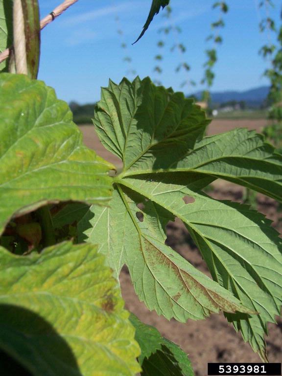 spider mites (Genus Tetranychus)