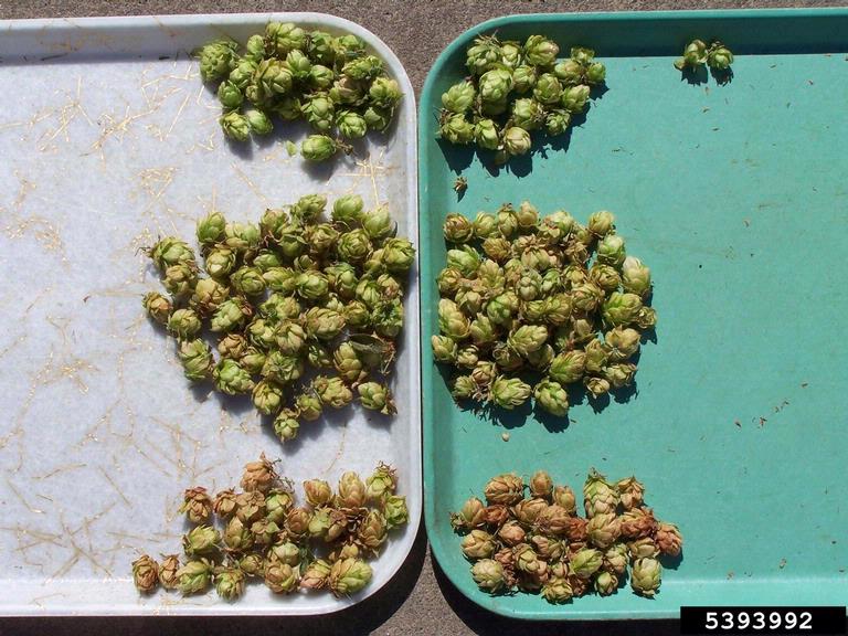 spider mites (Genus Tetranychus Dufour)