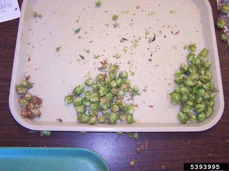 spider mites (Genus Tetranychus)