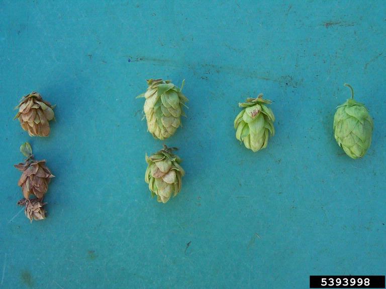 spider mites (Genus Tetranychus)