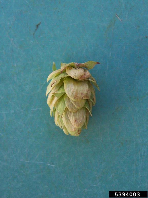 spider mites (Genus Tetranychus)
