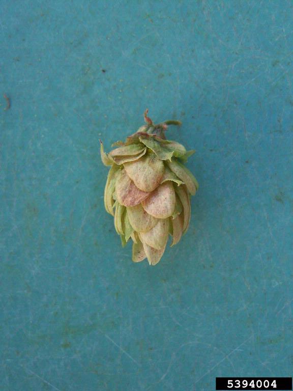 spider mites (Genus Tetranychus)