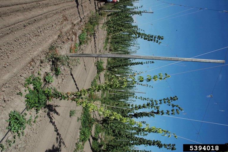 garden symphylan (Scutigerella immaculata (Newport))