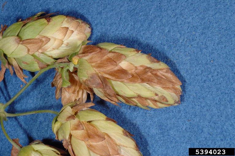 garden symphylan (Scutigerella immaculata)