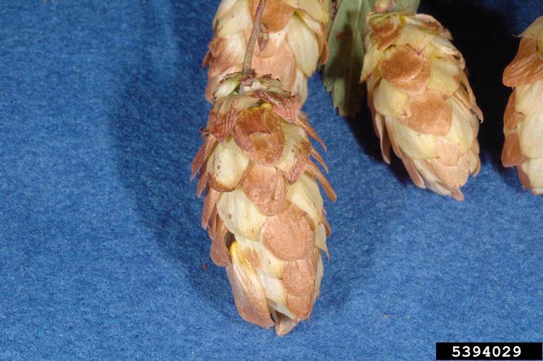 garden symphylan (Scutigerella immaculata)