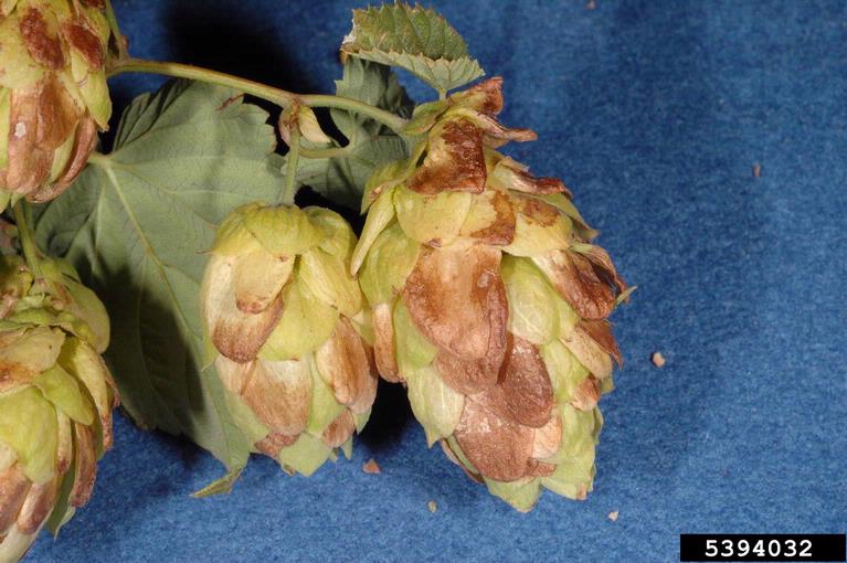 garden symphylan (Scutigerella immaculata (Newport))