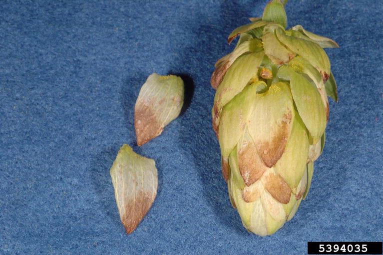 garden symphylan (Scutigerella immaculata (Newport))