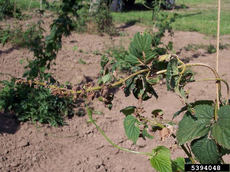hops downy mildew (Pseudoperonospora humuli (Miyabe & Takah.) G.W. Wilson)